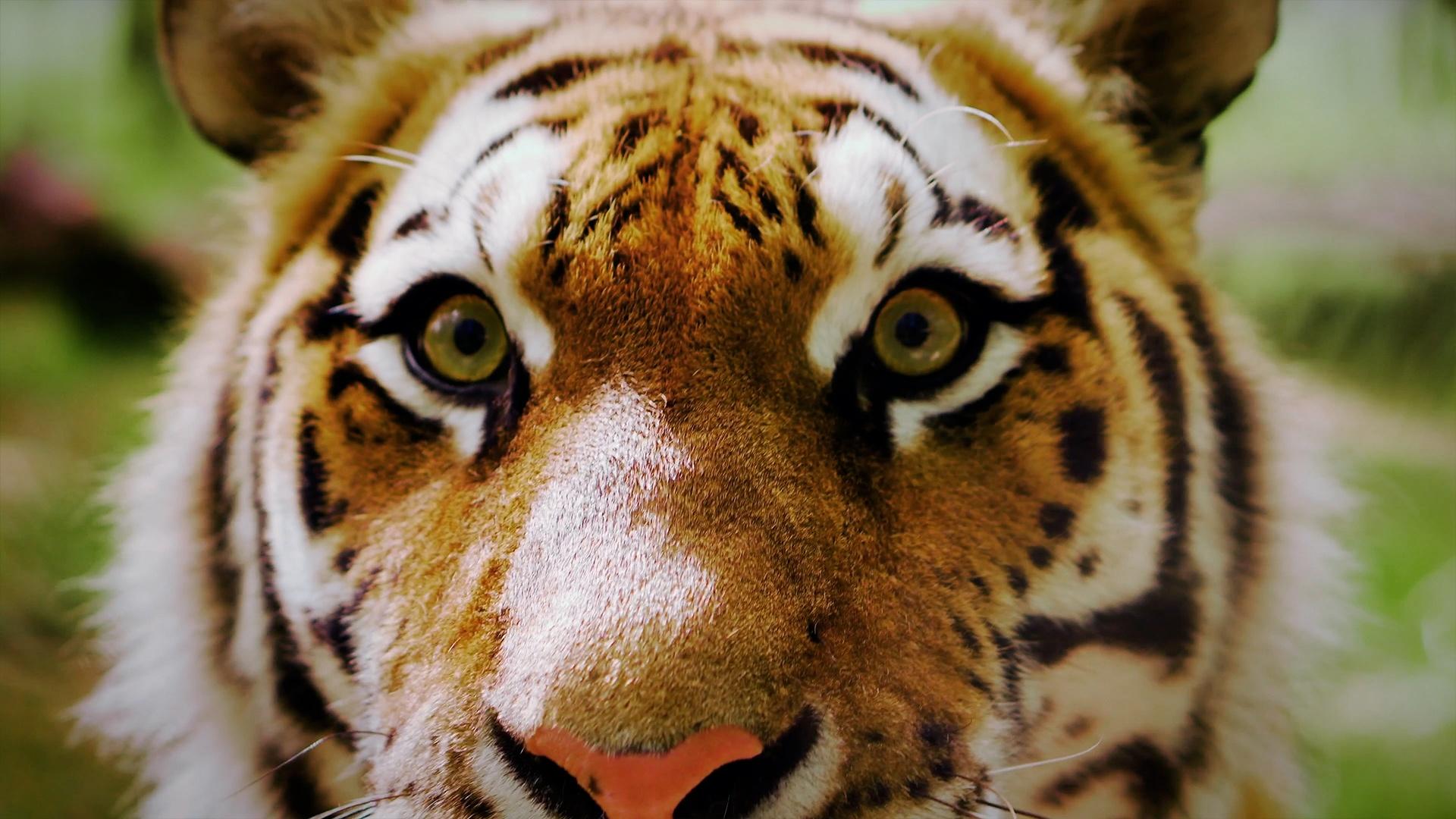 AI of the Tiger | WILD HOPE | Nature | THIRTEEN - New York Public Media