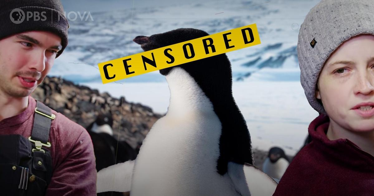 Antarctic Extremes | Antarctica’s Penguins Taught Us Surprising Life ...