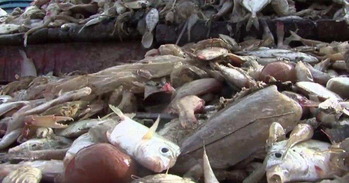 Earth Focus | Shrimp and Cell Phones: The Toxic Side of Profit | PBS