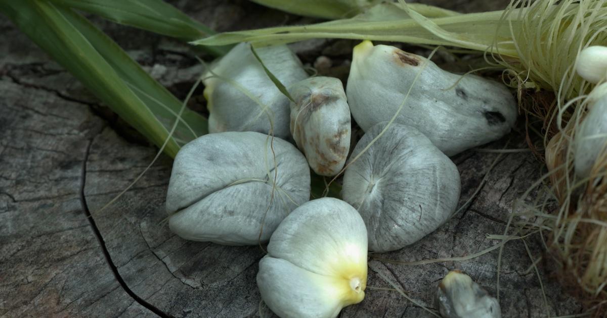 Backyard Farmer | Corn Fungus & Landscape Renovation | PBS
