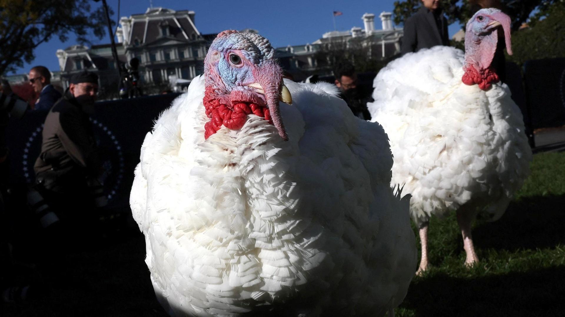 Biden grants final pardons to turkeys at the White House | PBS News ...
