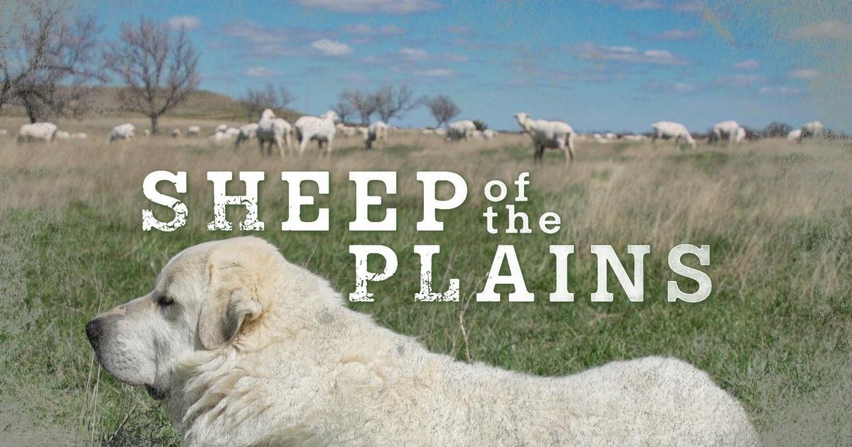Dakota Life | Dakota Life Detours Sheep of the Plains | PBS