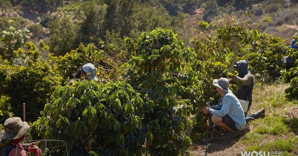 QED With Dr. B | Sequencing the Coffee Genome | Season 2 | Episode 2 | PBS