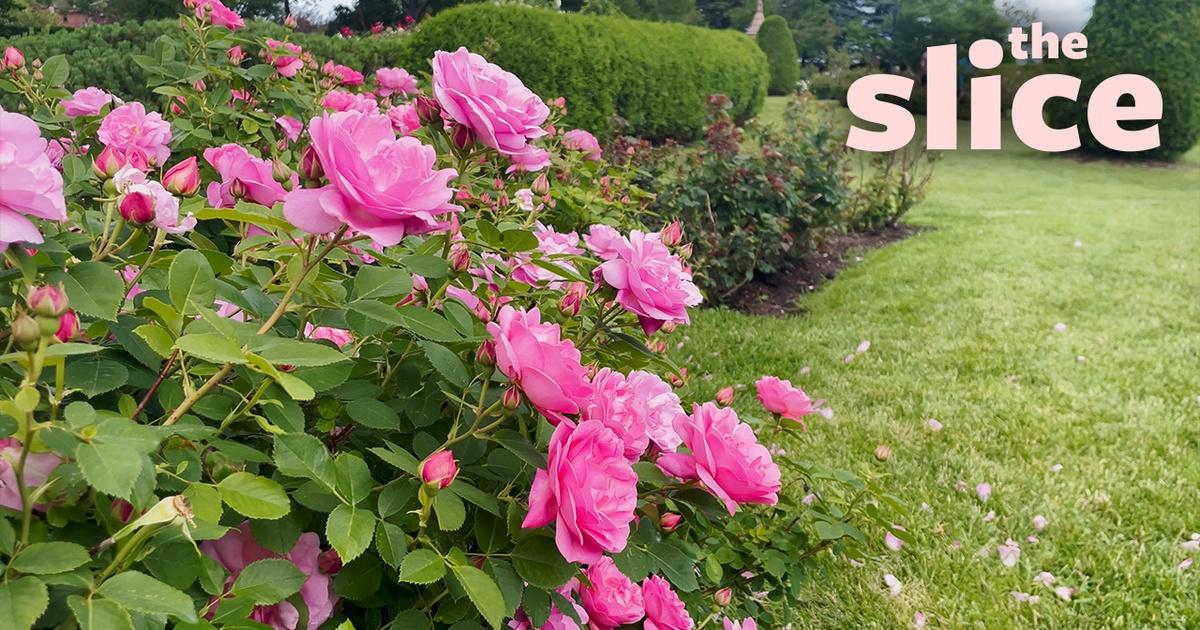 The Slice | Let's Take a Walk Through the Duluth Rose Garden! | Season ...