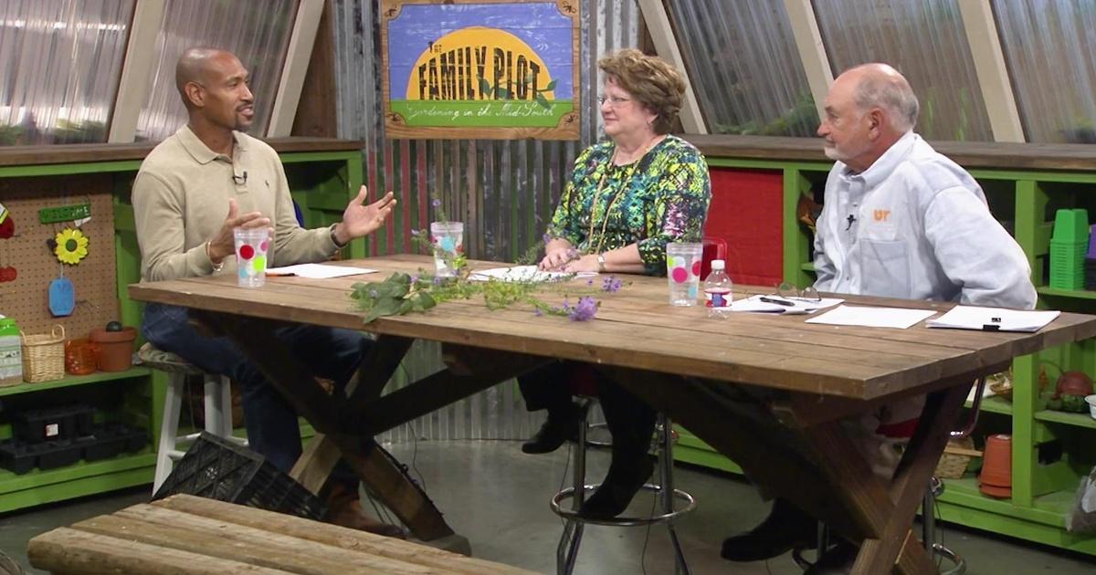 The Family Plot | Viburnum and Aster & Fall and Winter Fruit Tree Care ...