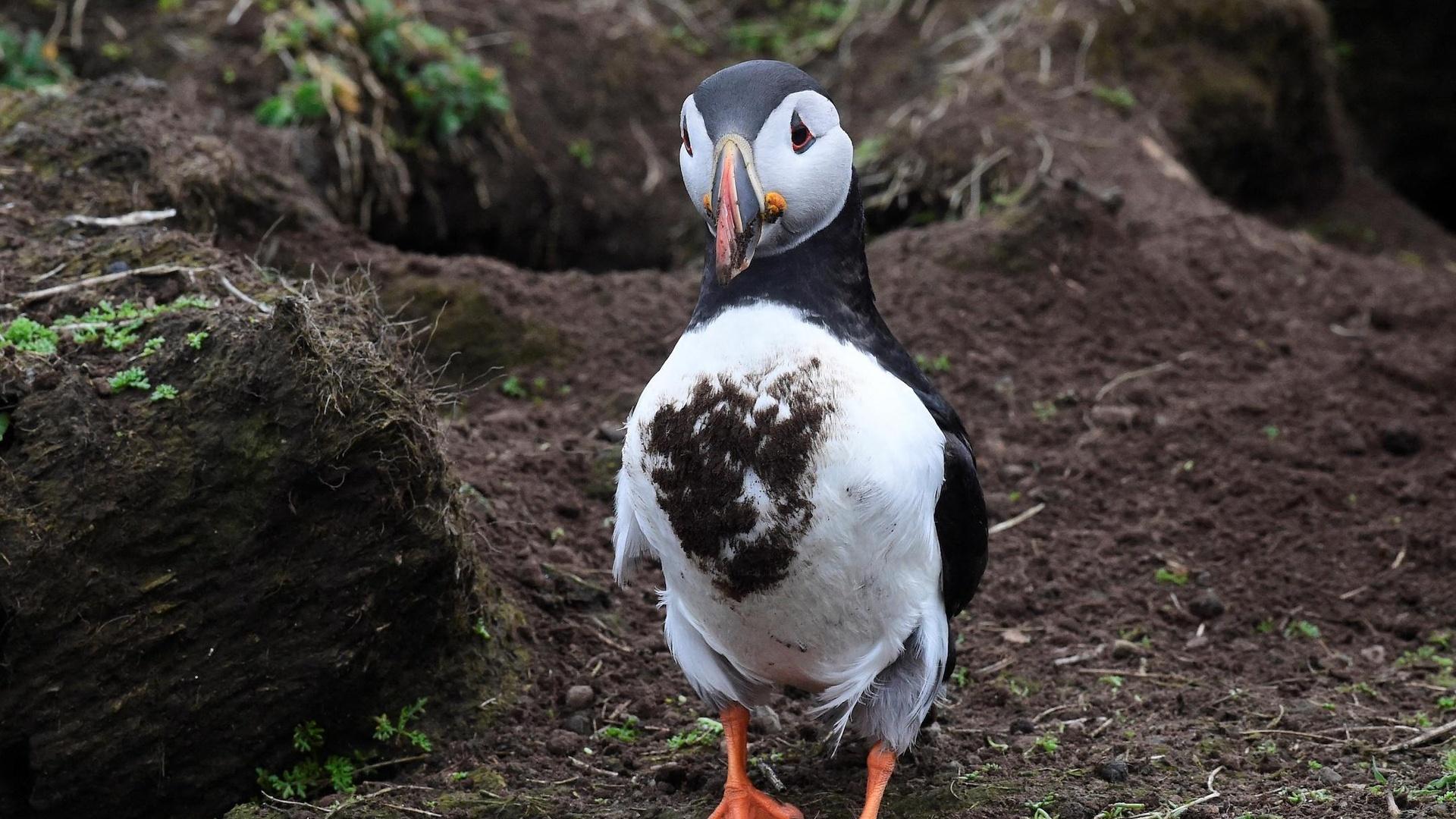 How a thriving habitat for puffins was restored in Maine | PBS News ...