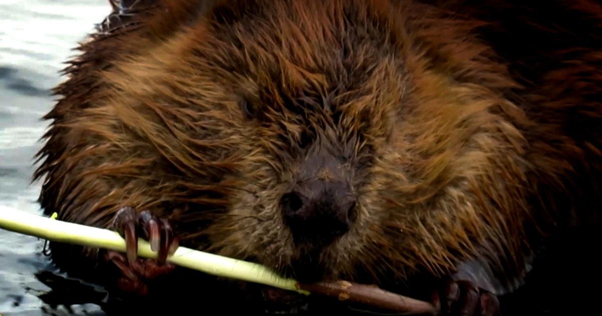 Oregon Field Guide | Beavers and Wildfire; Adventure Wheelchair ...