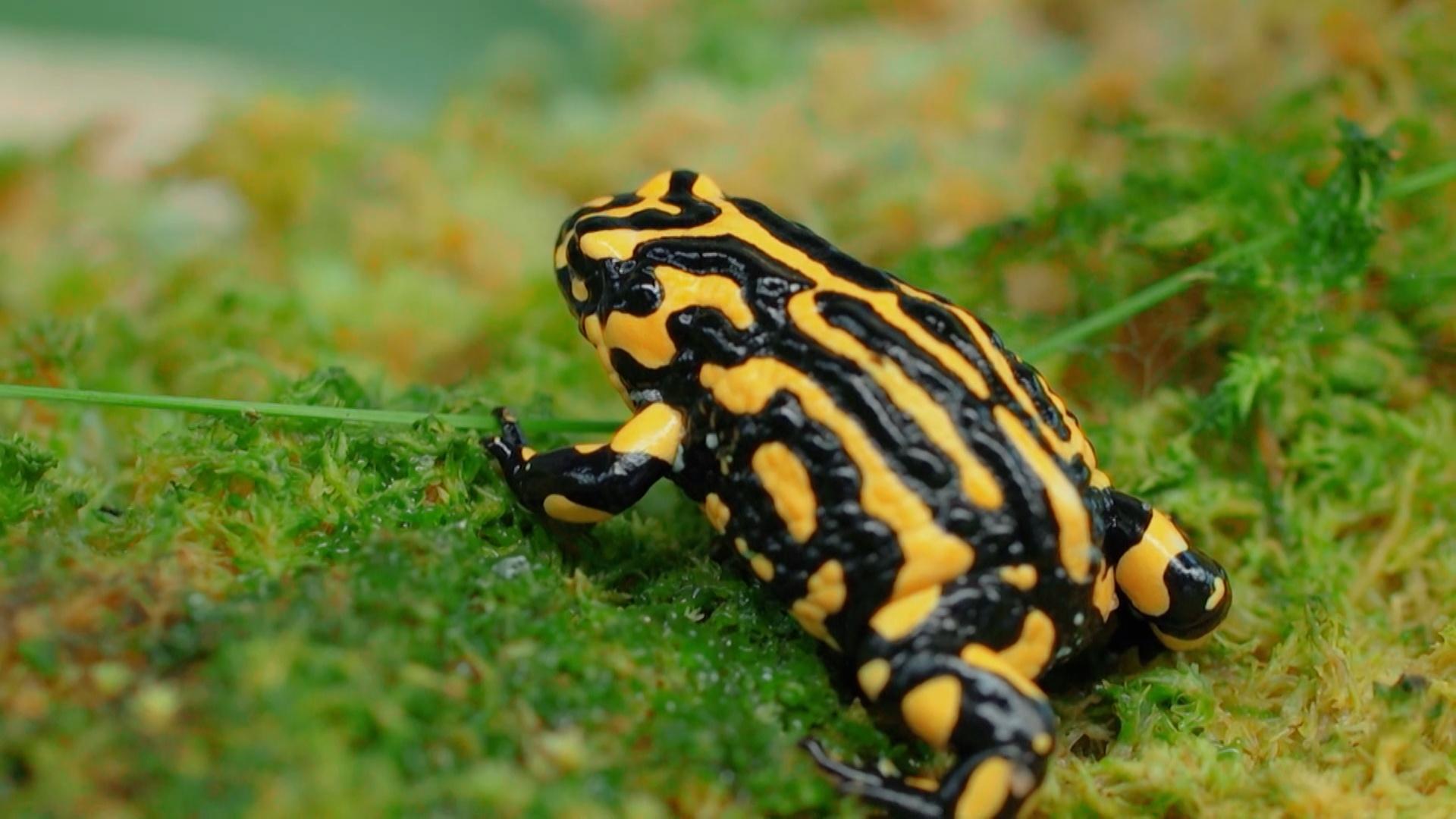 Corroboree Frog | Camp TV | NJ PBS
