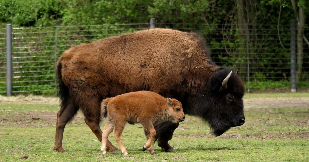 Nature | The Thunder of Bison Finally Returns to the Osage Prairie | WILD HOPE | PBS