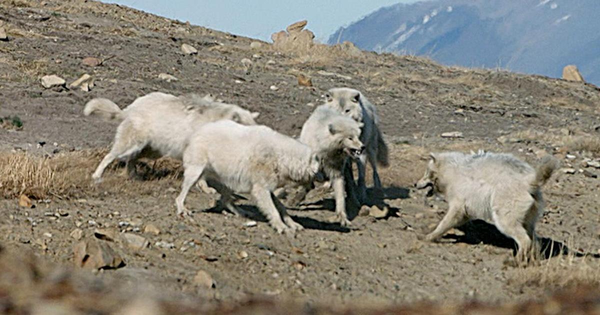 Nature | Wolf Pack Teams Up to Fight Off Intruder | Season 36 | Episode ...