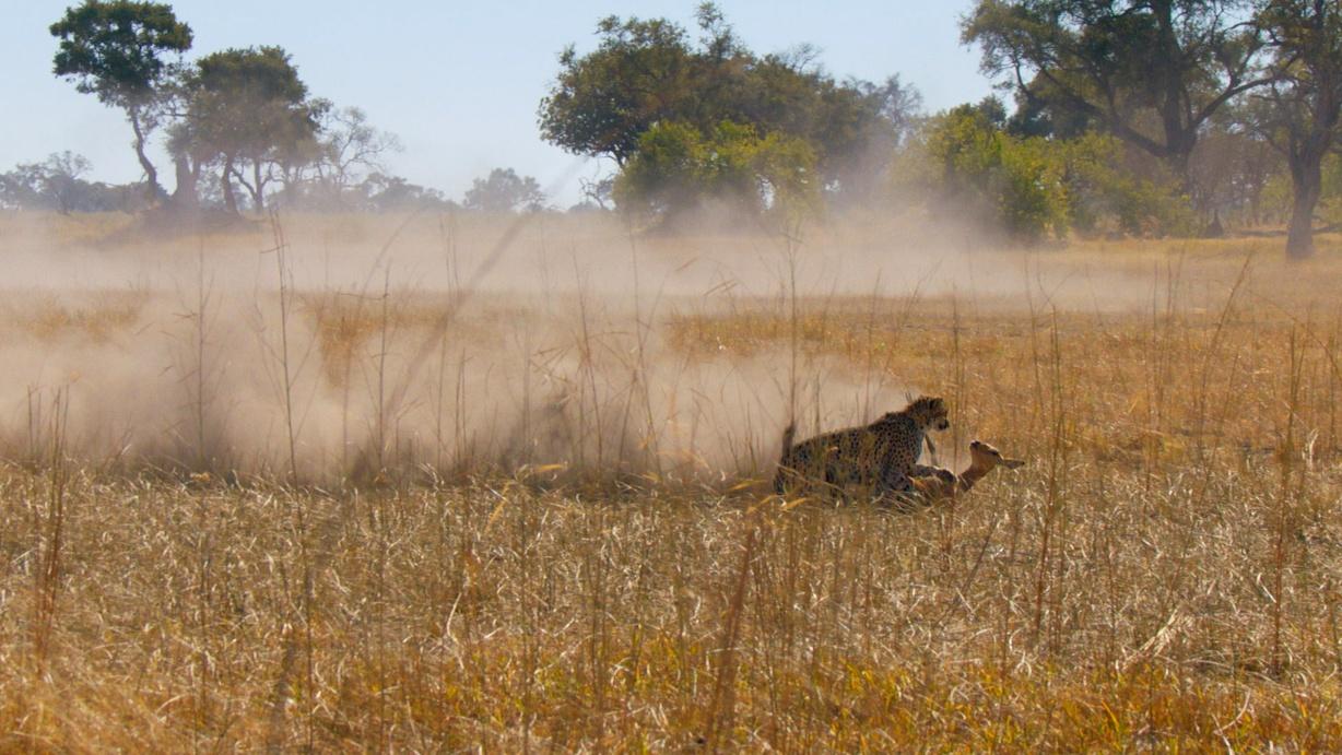 Cheetah's Epic Takedown | Watch on Alabama Public Television