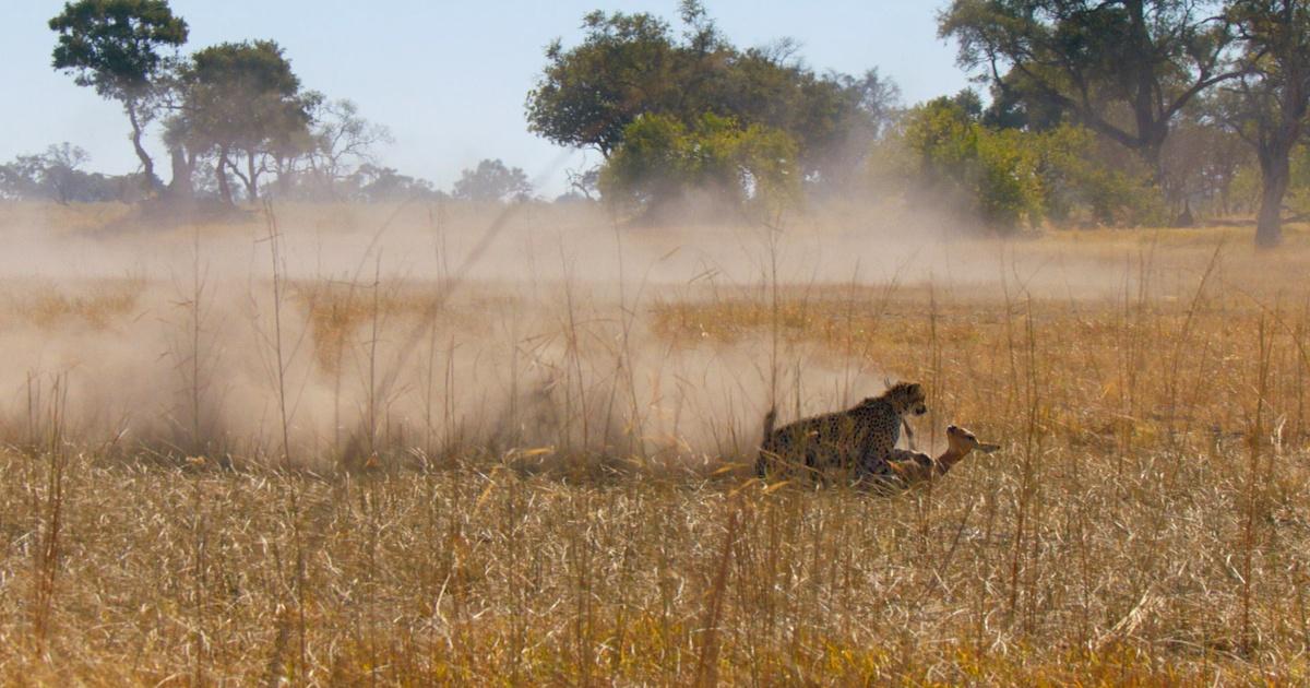Big Cats 24/7 | Cheetah's Epic Takedown | Season 2 | Episode 2 | PBS