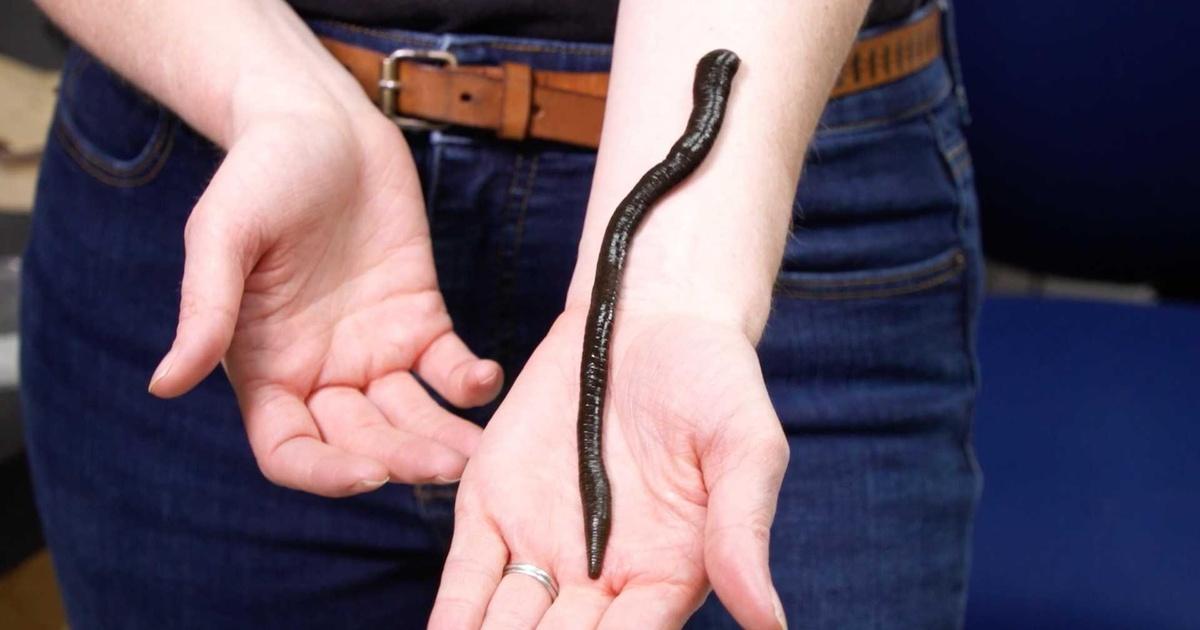 SCI NC | Watch this giant leech eat an earthworm | PBS
