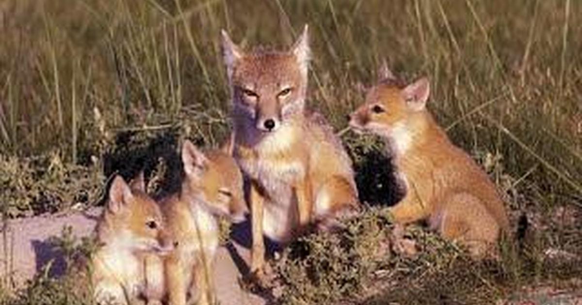 Nebraska Stories | The Swift Fox | Season 7 | Episode 4 | PBS