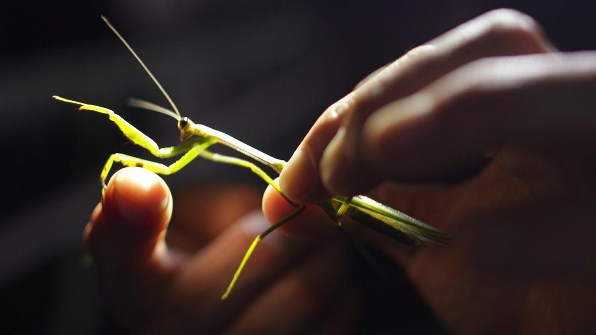 Searching for Praying Mantises in the Brazilian Amazon | Bugs That Rule ...
