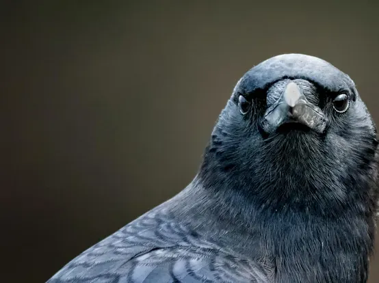 NOVA | NOVA Wonders What Are Animals Saying? | Season 45 | Episode 101 ...