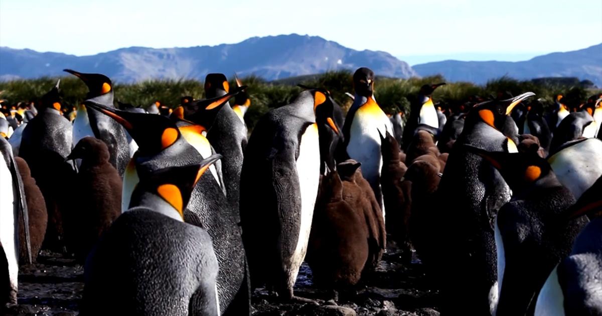 CET Community | Explore the Colonies: Fun Facts About Penguins | PBS