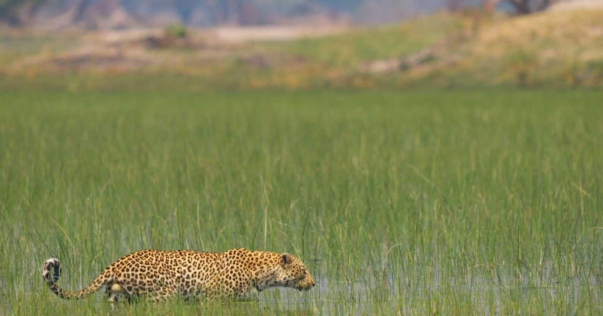 Big Cats 24/7 | A Male Leopard Has A Surprising Hunting Style | Episode ...