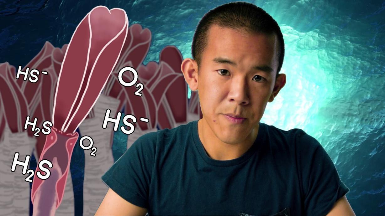 How Giant Tube Worms Survive at Hydrothermal Vents | Watch on PBS Wisconsin