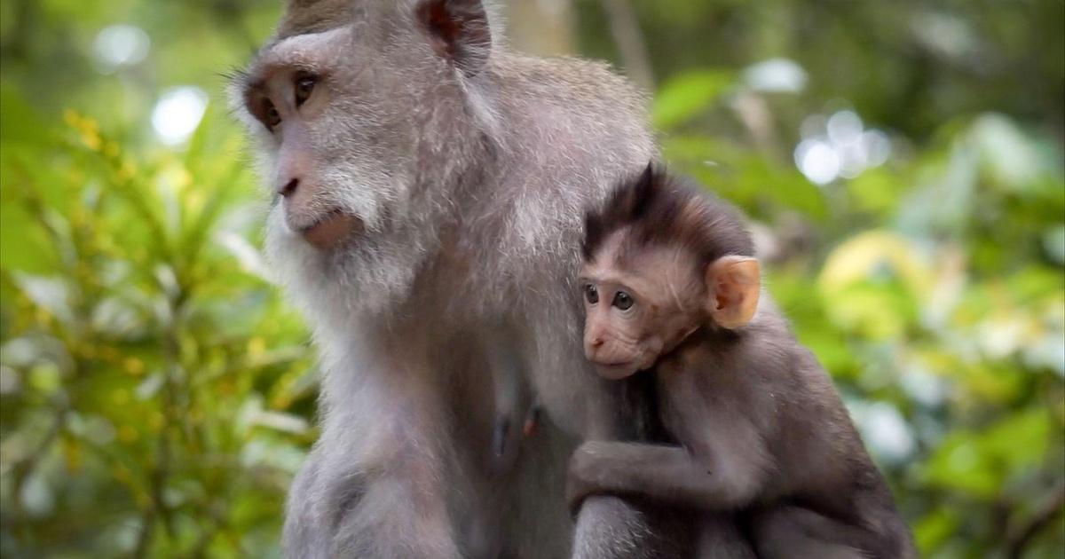 Canvasing the World with Sean Diediker | Canvasing Bali, Indonesia ...