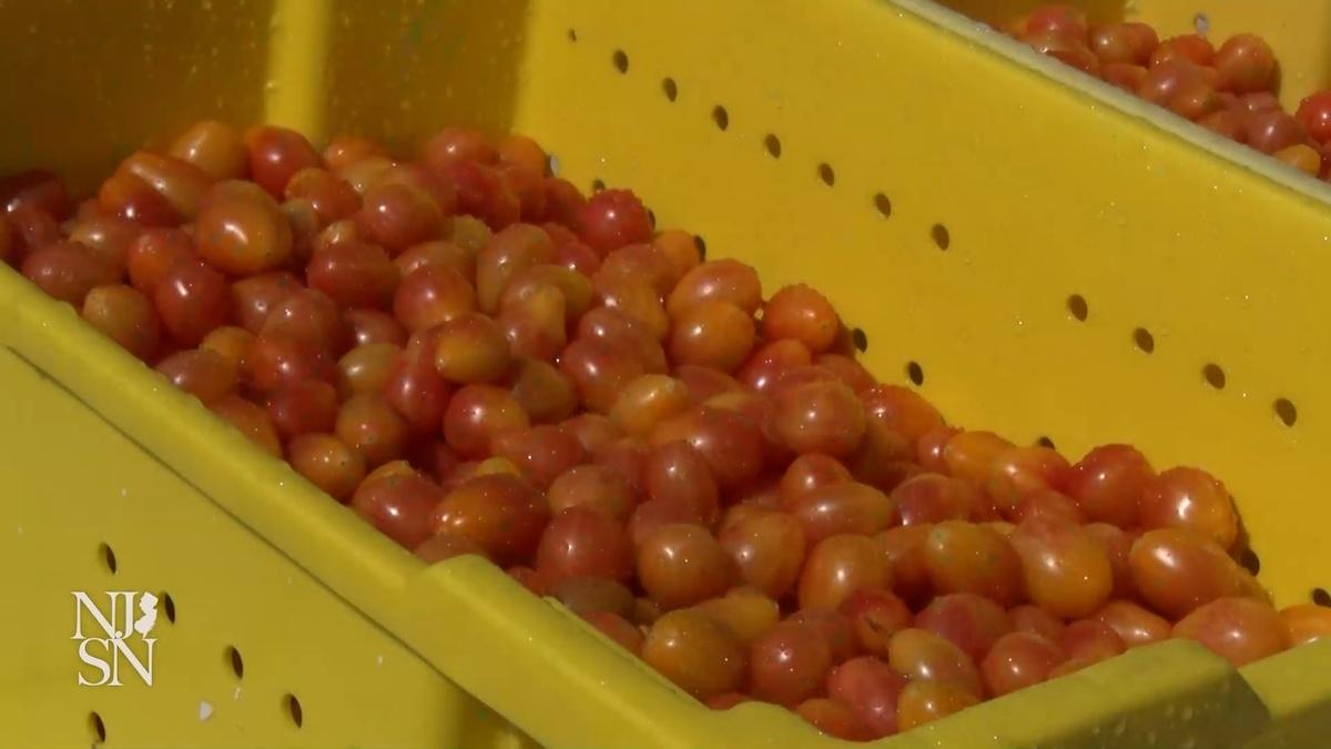 Meet New Jersey’s newest tomato: The Scarlet Sunrise | NJ Spotlight ...