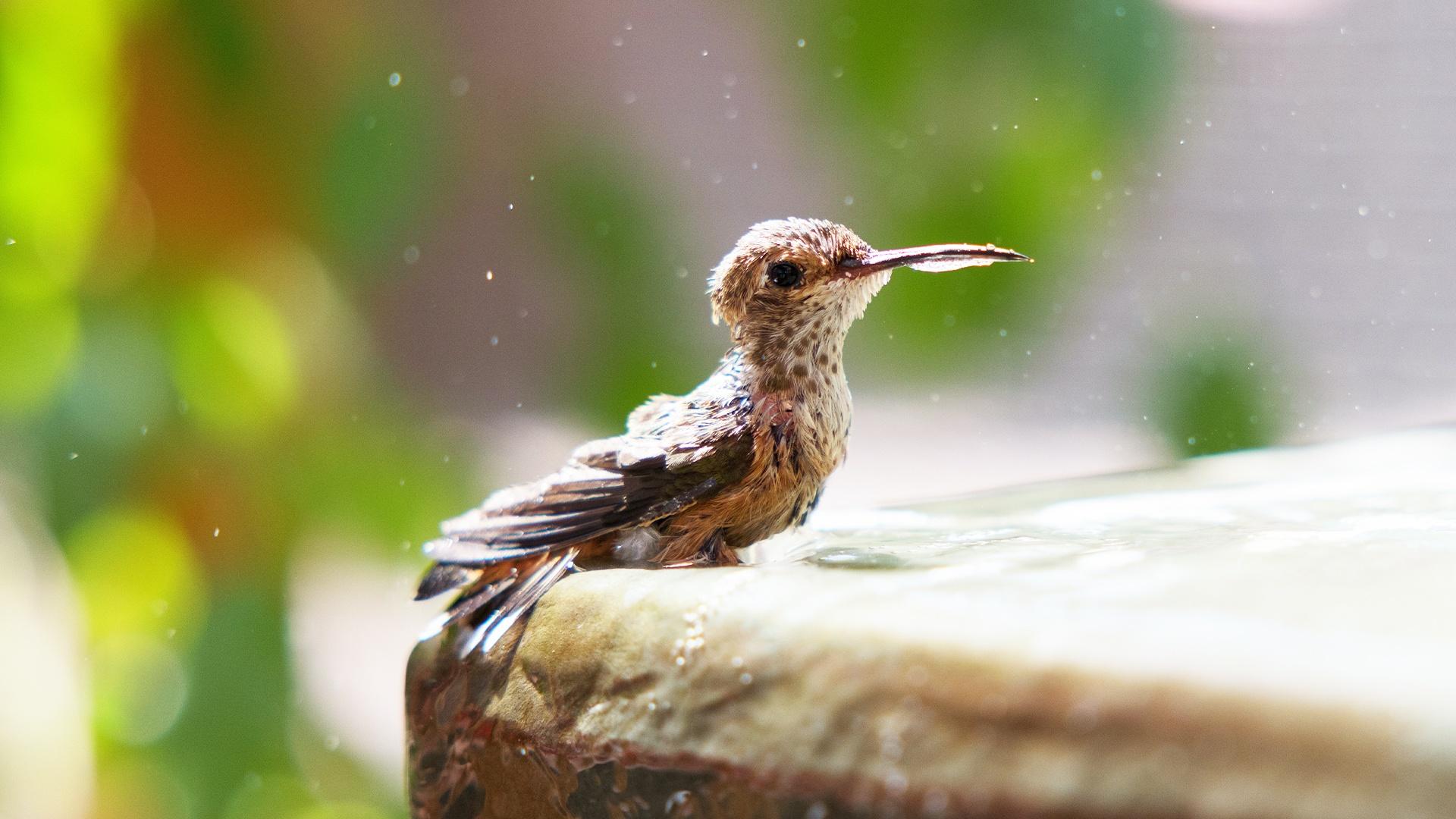 Preview of Hummingbirds of Hollywood | Nature | THIRTEEN - New York ...