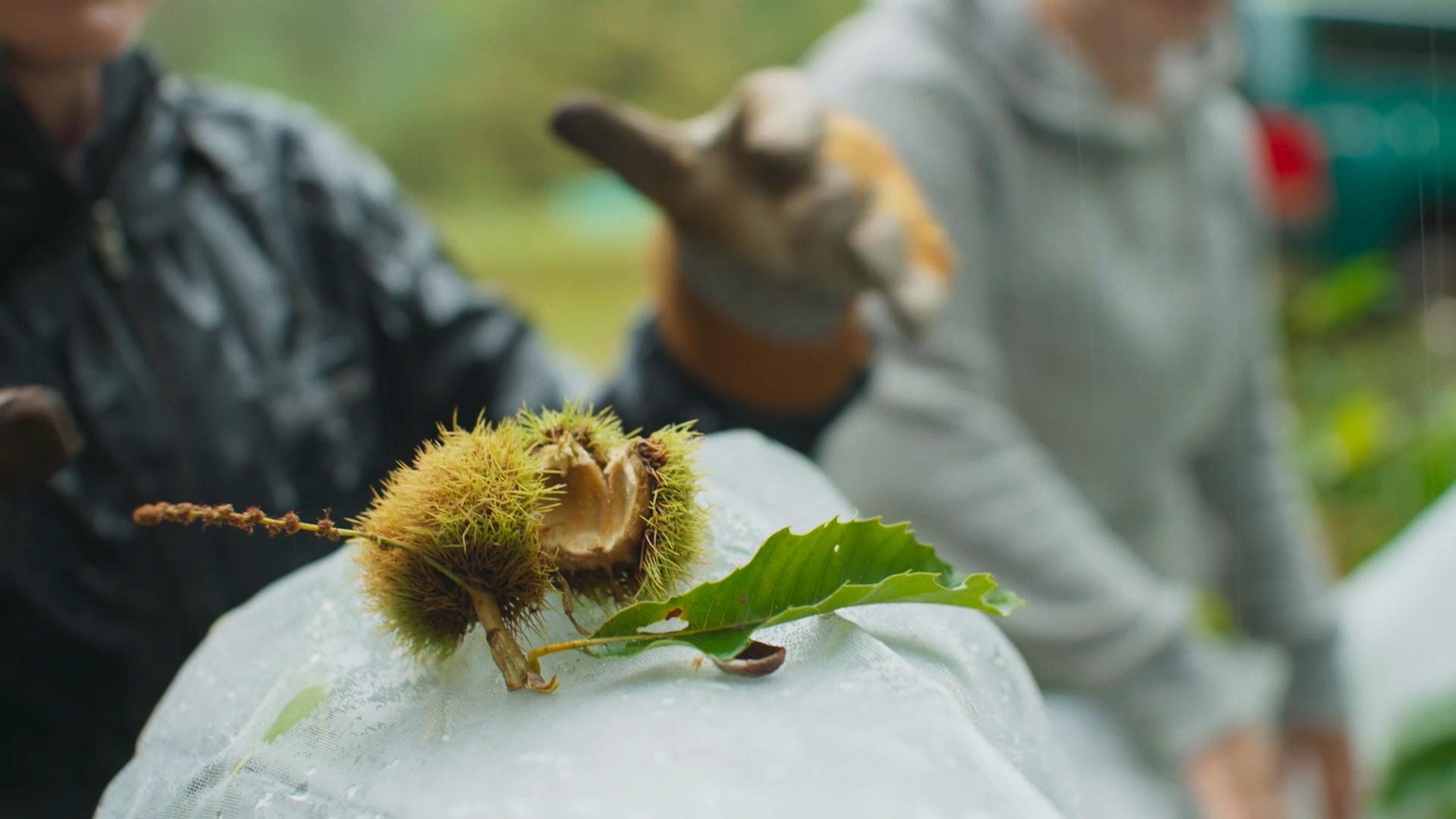 The Ghost Tree: Bringing Back the American Chestnut | Human Footprint ...