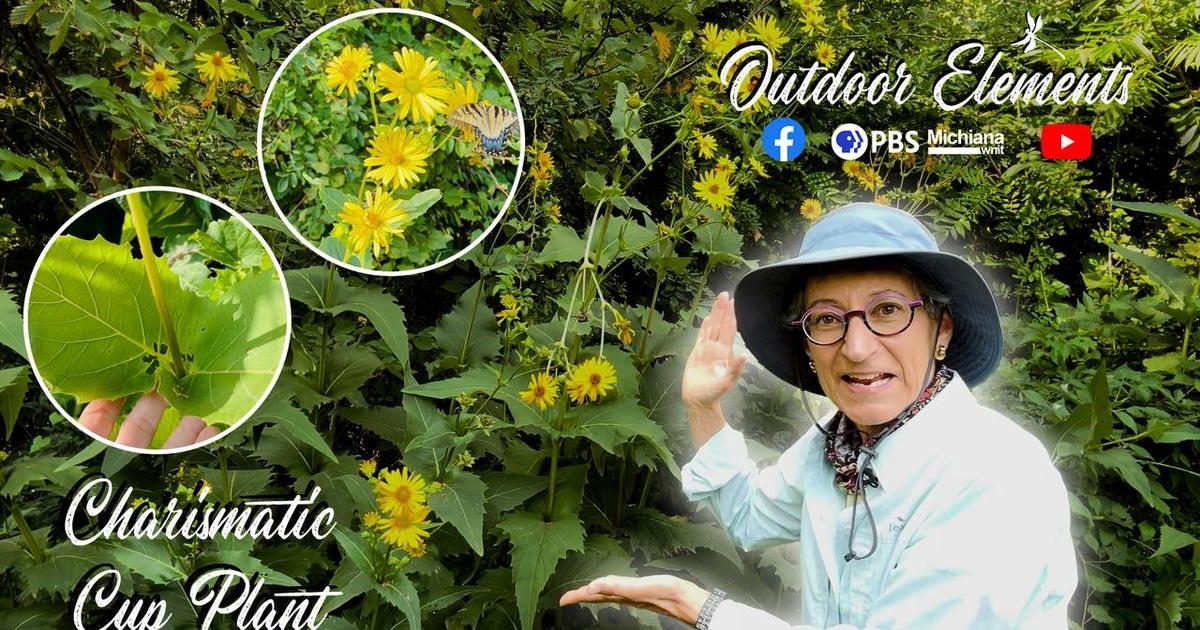 Outdoor Elements | Charismatic Cup Plant | PBS