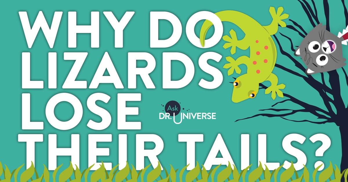 Ask Dr. Universe | Why So Lizards Lose Their Tails? | Episode 14 | PBS