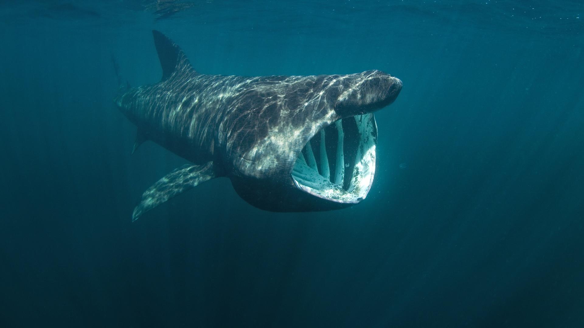 This Gigantic Shark is a Huge Mystery | Sharks Unknown with Jasmin ...