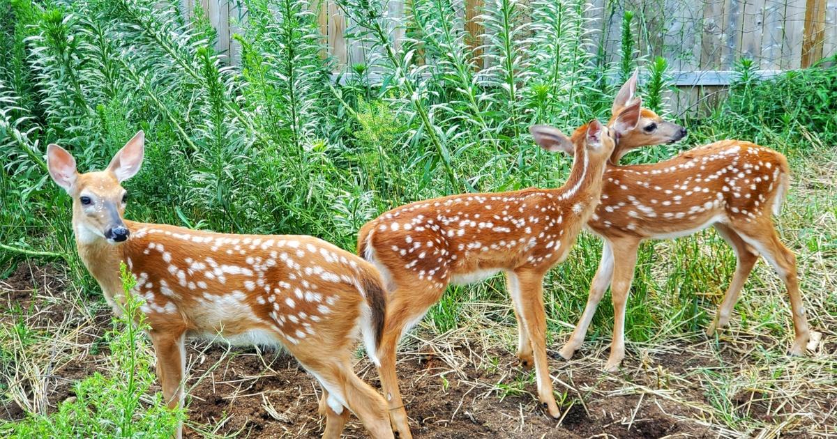 Animal Talk | Fawn Rehabilitation | Season 1 | Episode 16 | PBS