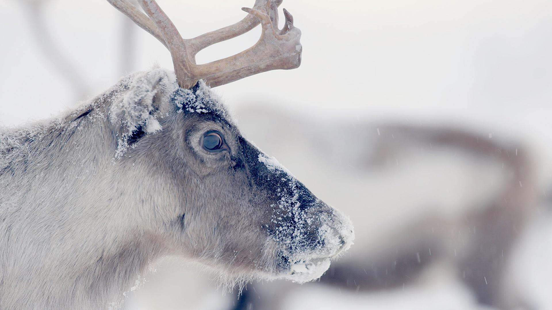 Follow Thousands of Reindeer on an Epic Journey | Nature | WLIW