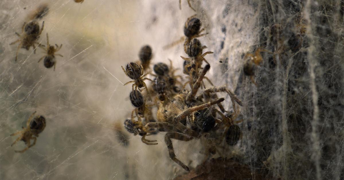 Nature | Spider Mother Devoured by Children | Season 44 | Episode 10 | PBS