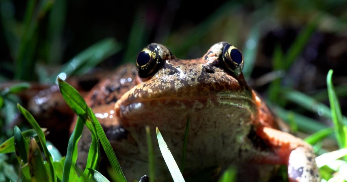 Oregon Field Guide | Frog Taxi | Season 36 | Episode 3 | PBS