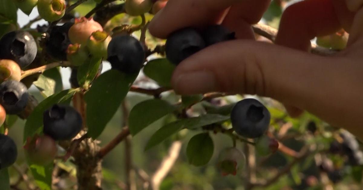 PBS39 News Reports | BLUEBERRIES | Season 2019 | PBS