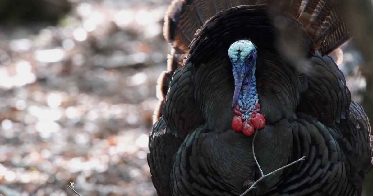 NOVA | When Turkeys Attack | Season 44 | PBS