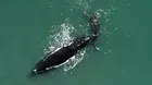NOVA | Saving the Right Whale | Season 50 | Episode 7 | PBS