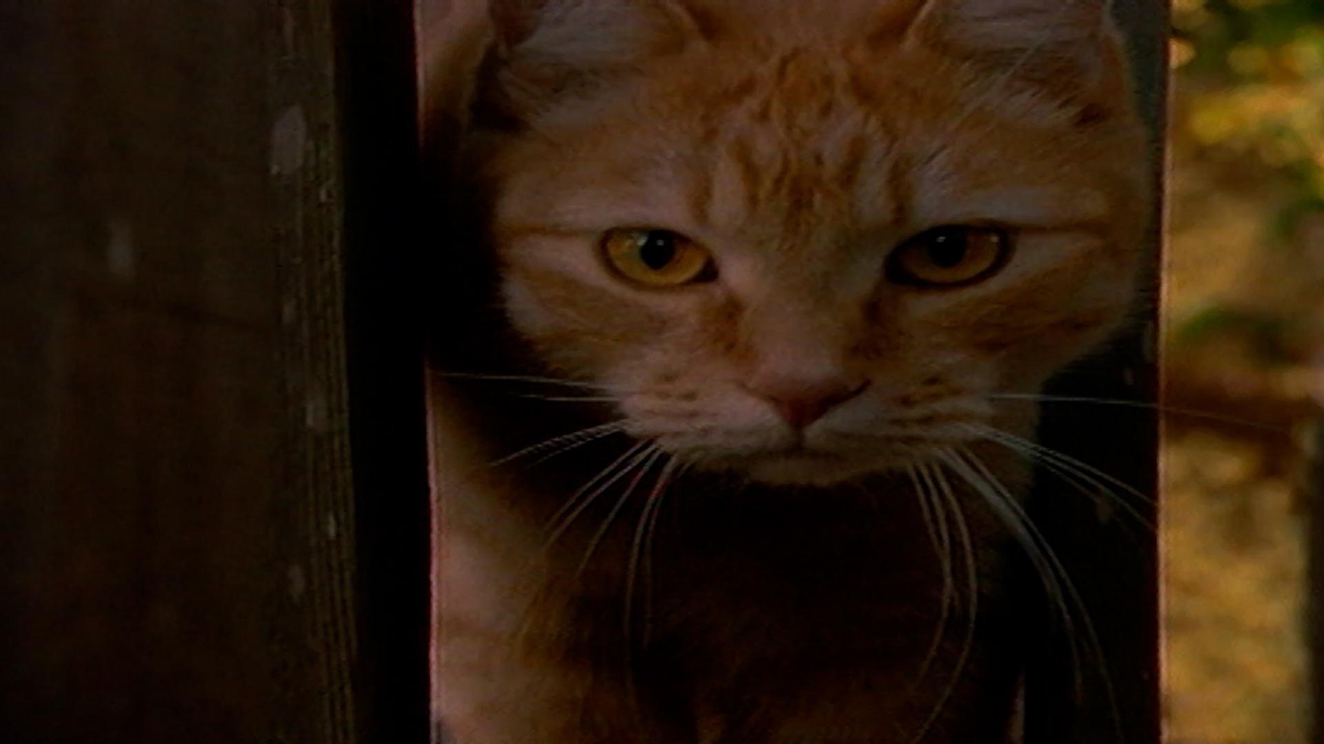 Extraordinary Cats | Nature | THIRTEEN - New York Public Media