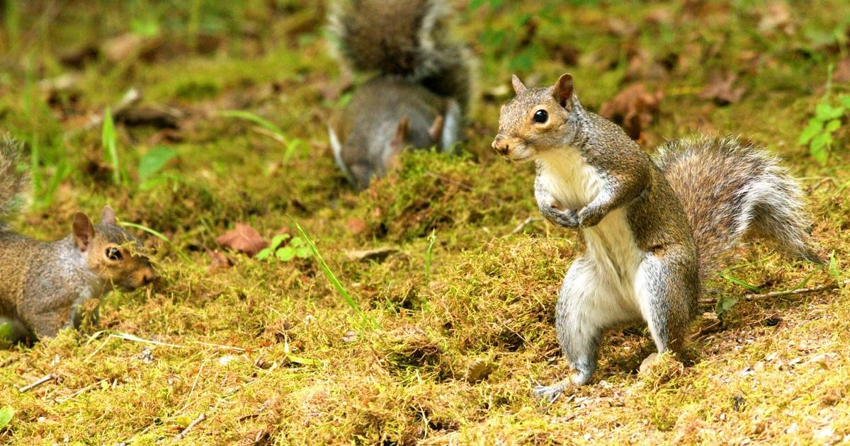 What's Wild | Squirrels | Season 1 | Episode 6 | PBS