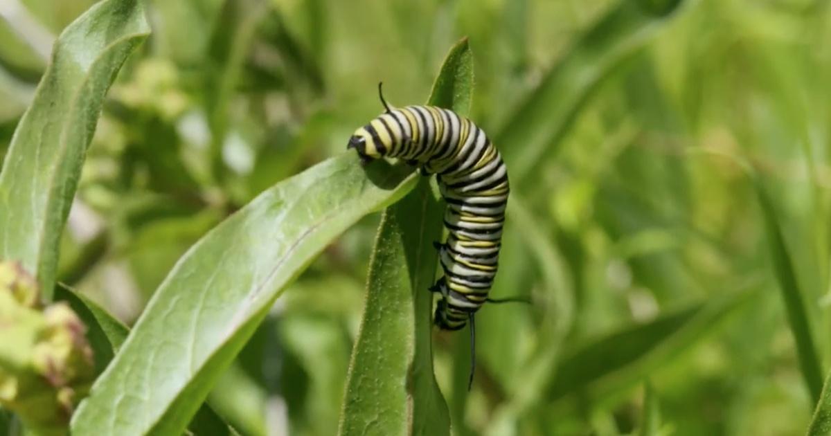 Nature | Citizen Science Story: Monarch Larva Monitoring Project ...