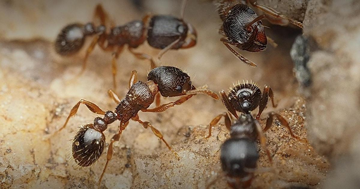 Insectarium | How Ants Make Our Cities Healthier | Episode 7 | WVPB