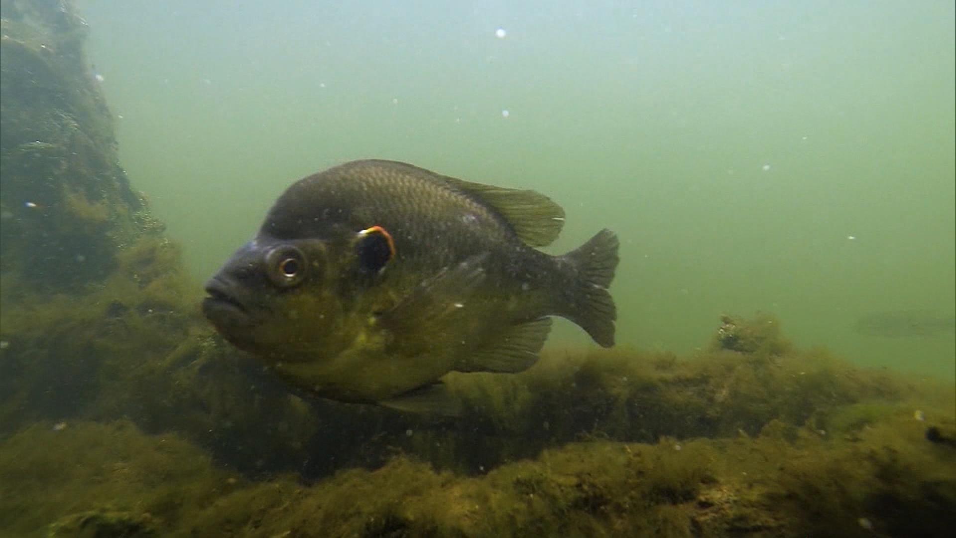 Opening Day at the Salato Wildlife Center | Kentucky Afield