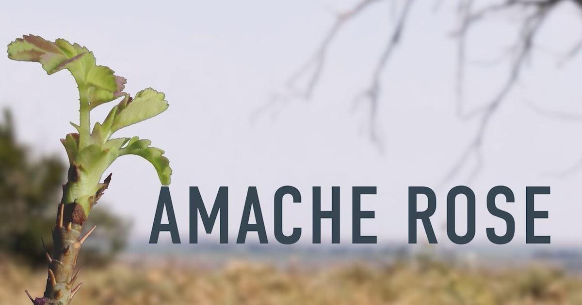 Amache Rose | PBS