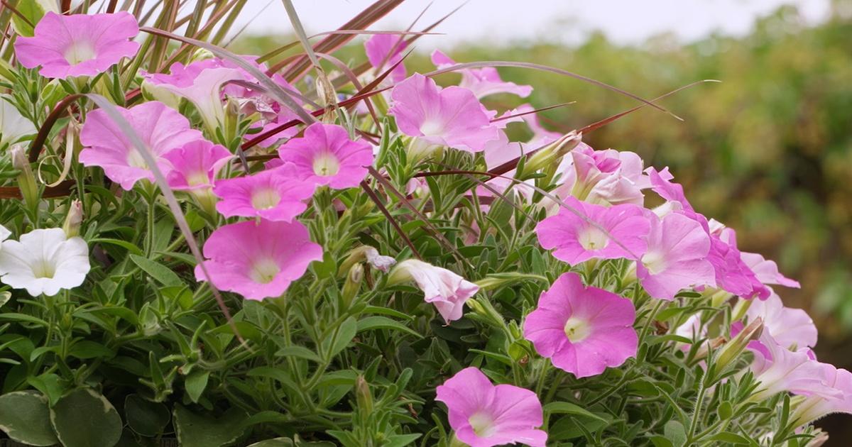 Great Gardening | 2024 Season Outlook | Season 22 | Episode 1 | PBS