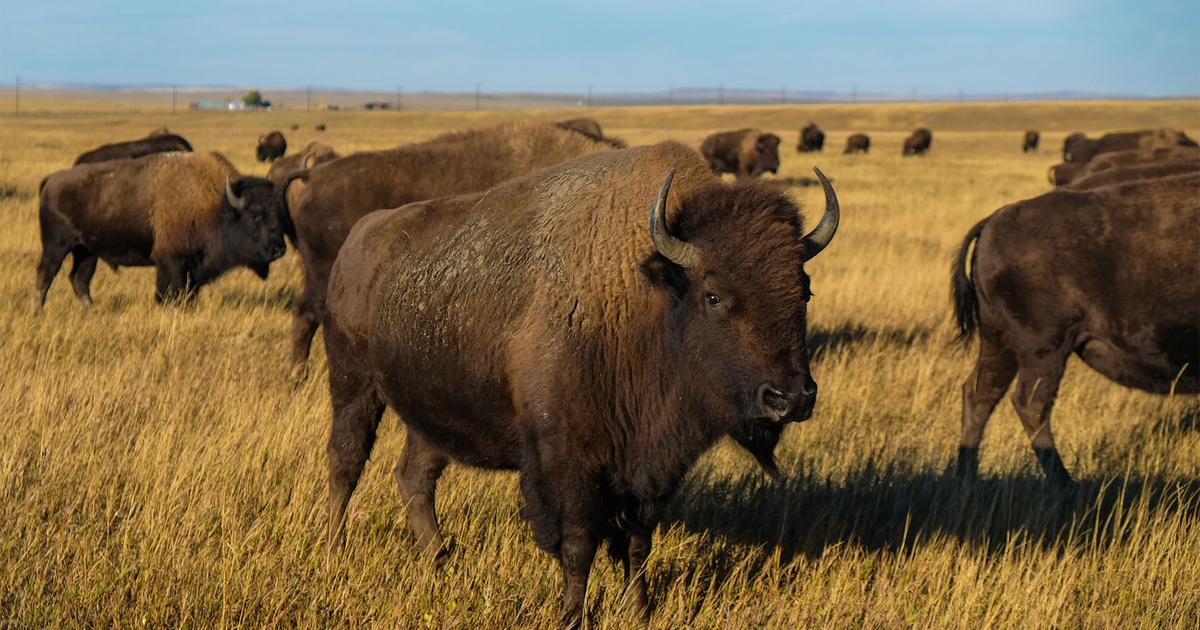 Dynamic Planet | Buffalo Harvest and Release | Episode 4 | PBS