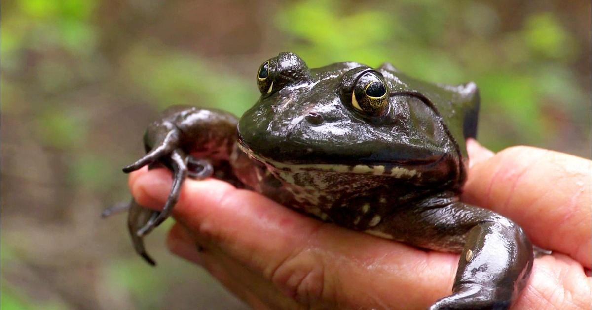Coastal Kingdom | Pond Life | Season 2 | Episode 4 | PBS