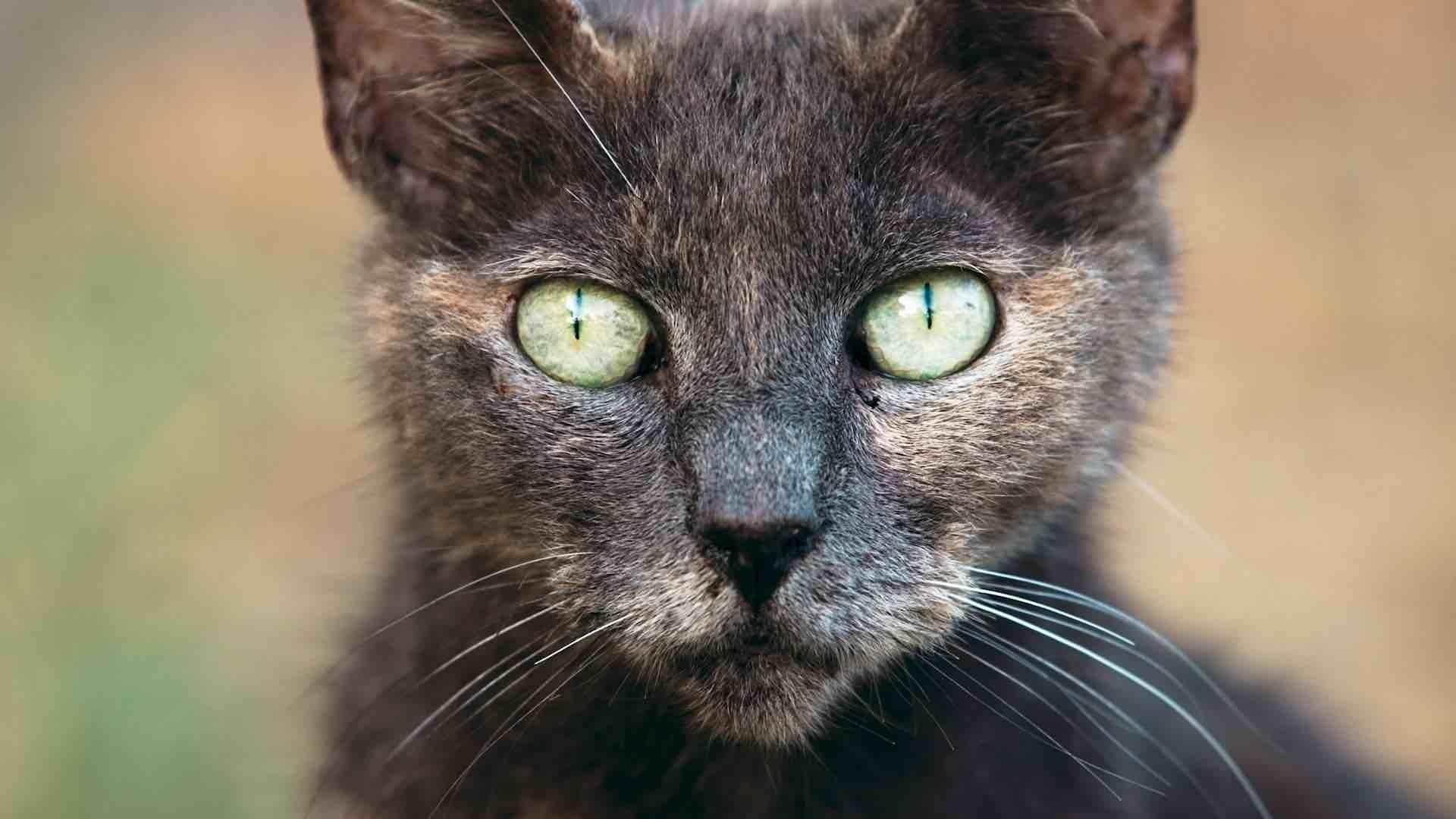 Your Cat’s Secret Life (as a Deadly Predator) | Human Footprint ...