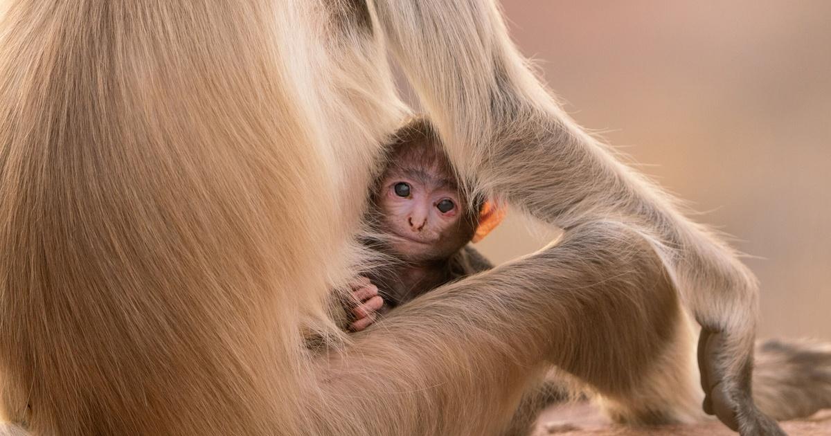 Nature | Preview of Parenthood "Grasslands" | Season 44 | Episode 6 | PBS