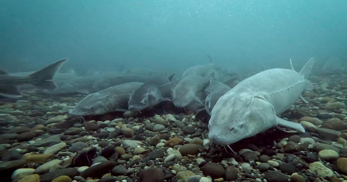 WNMU Presents | Dinosaur Fish | PBS
