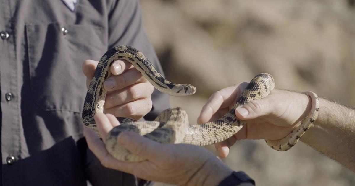 Outdoor Nevada | Snakes!! | Season 4 | Episode 2 | PBS